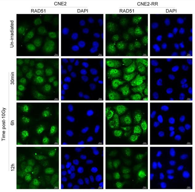 The Homologous Recombination Repair Pathway is Associated with ...