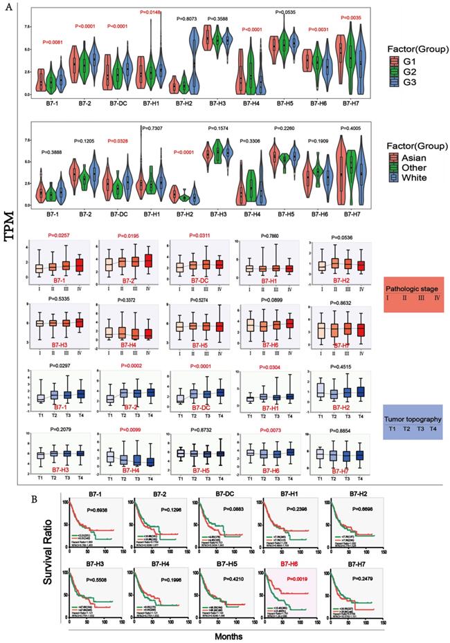 Comprehensive understanding of B7 family in gastric cancer: expression ...