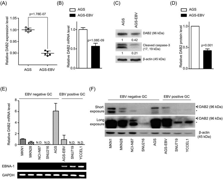Epstein-Barr virus miR-BART1-3p suppresses apoptosis and promotes ...