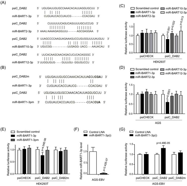Epstein-Barr virus miR-BART1-3p suppresses apoptosis and promotes ...