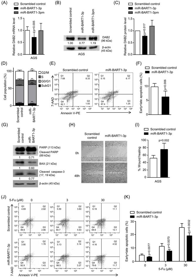 Epstein-Barr virus miR-BART1-3p suppresses apoptosis and promotes ...