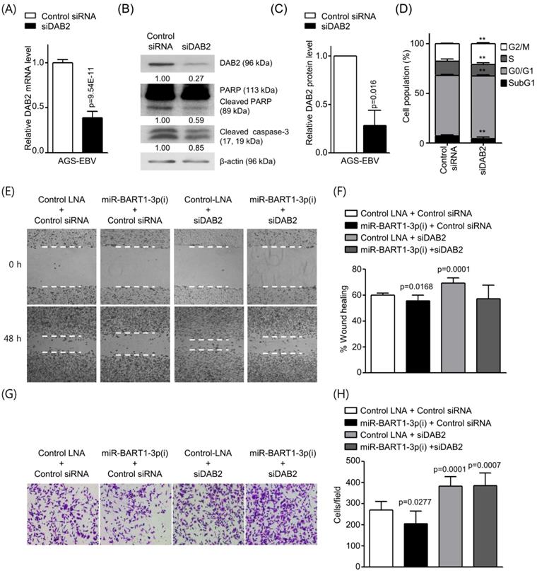 Epstein-Barr virus miR-BART1-3p suppresses apoptosis and promotes ...