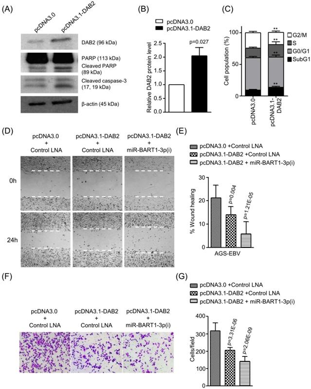 Epstein-Barr virus miR-BART1-3p suppresses apoptosis and promotes ...