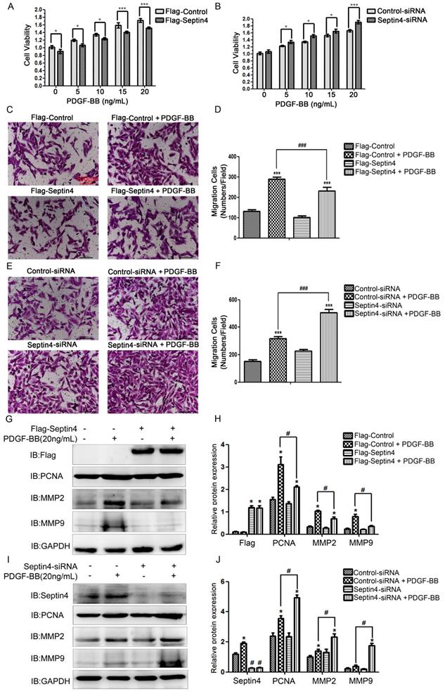 Septin4 Prevents PDGF-BB-induced HAVSMC Phenotypic Transformation ...