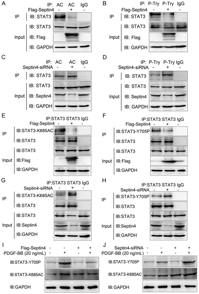 Septin4 Prevents PDGF-BB-induced HAVSMC Phenotypic Transformation ...