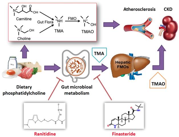 Ranitidine and finasteride inhibit the synthesis and release of ...