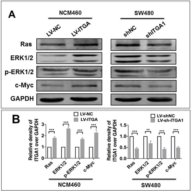 Integrin α1 promotes tumorigenicity and progressive capacity of ...