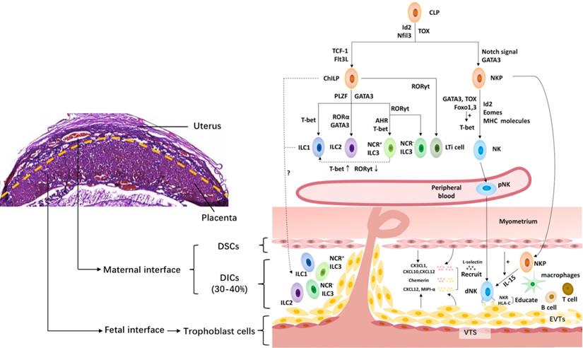 Innate Lymphoid Cells at the Maternal-Fetal Interface in Human Pregnancy