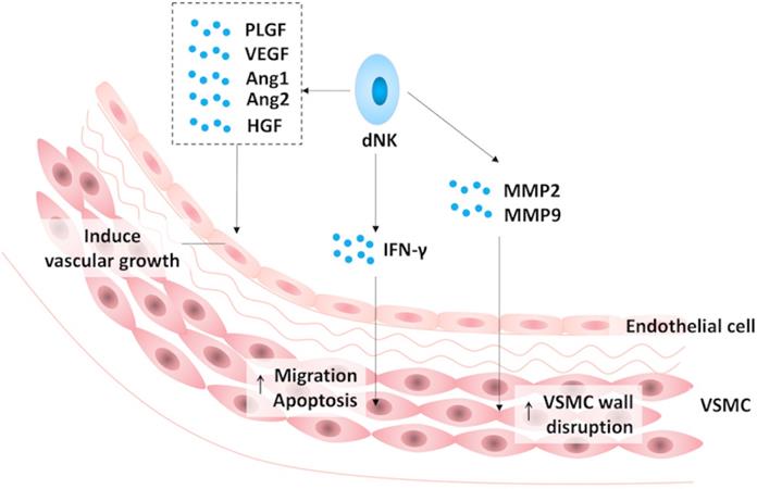 Innate Lymphoid Cells at the Maternal-Fetal Interface in Human Pregnancy