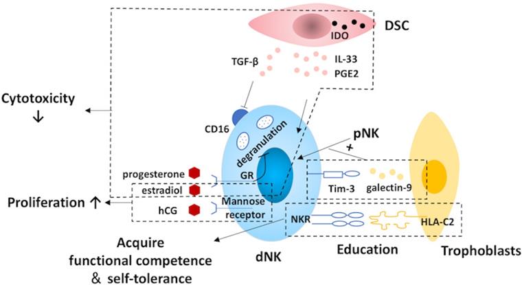 Innate Lymphoid Cells at the Maternal-Fetal Interface in Human Pregnancy