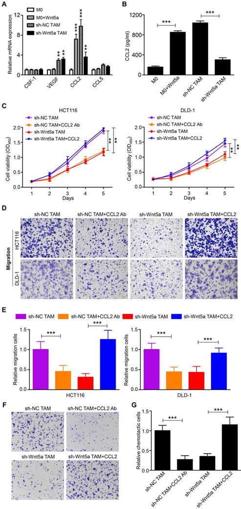 Wnt5a/CaMKII/ERK/CCL2 axis is required for tumor-associated macrophages ...