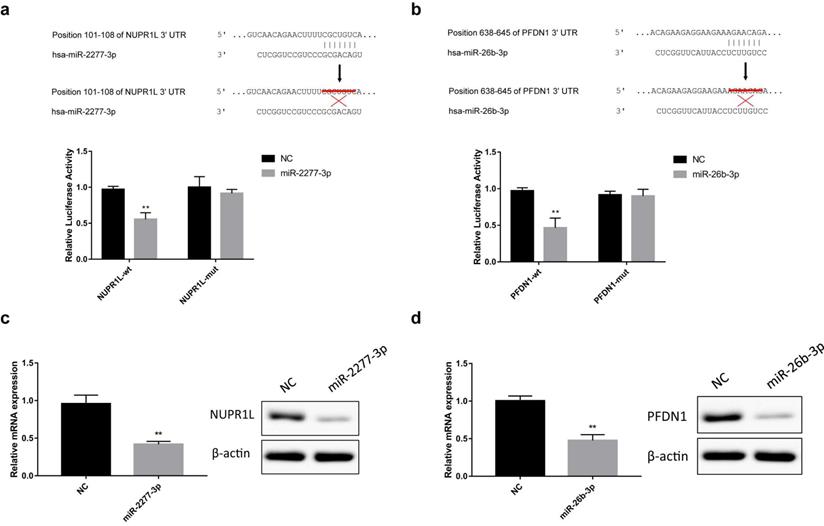 Functional Passenger-Strand miRNAs in Exosomes Derived from Human Colon ...