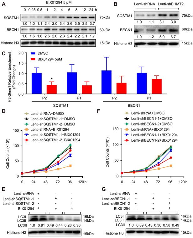 EHMT2/G9a Inhibits Aortic Smooth Muscle Cell Death by Suppressing ...