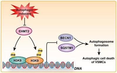 EHMT2/G9a Inhibits Aortic Smooth Muscle Cell Death by Suppressing ...
