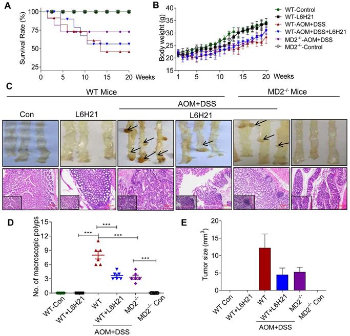 Selective targeting of the TLR4 co-receptor, MD2, prevents colon cancer growth and lung metastasis