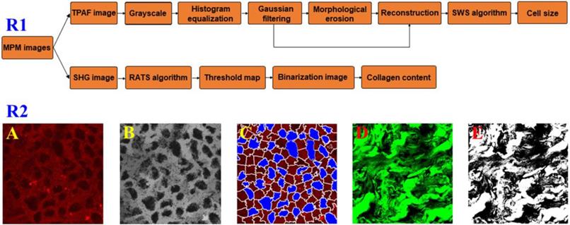 Label-free multiphoton imaging to assess neoadjuvant therapy responses ...