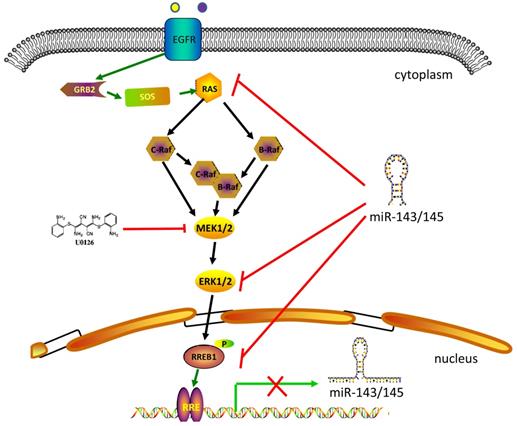 Transcription Factor RREB1: from Target Genes towards Biological Functions
