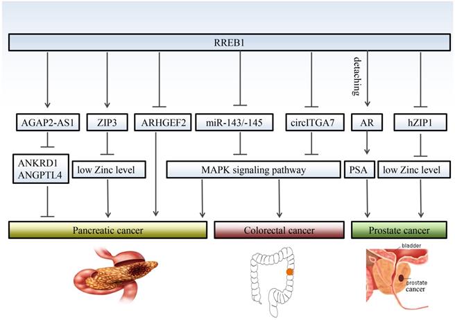 Transcription Factor RREB1: from Target Genes towards Biological Functions