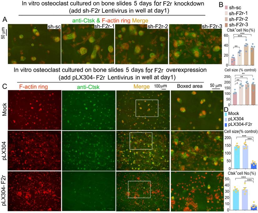 F2r negatively regulates osteoclastogenesis through inhibiting the Akt ...