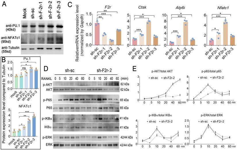 F2r negatively regulates osteoclastogenesis through inhibiting the Akt ...