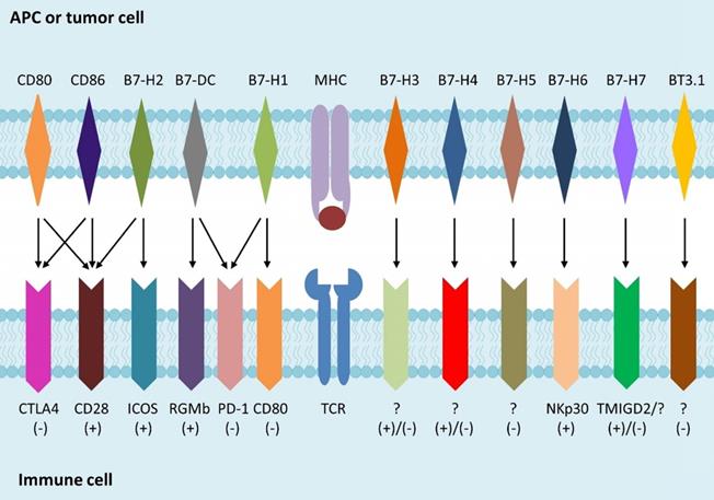 B7-H3, a checkpoint molecule, as a target for cancer immunotherapy