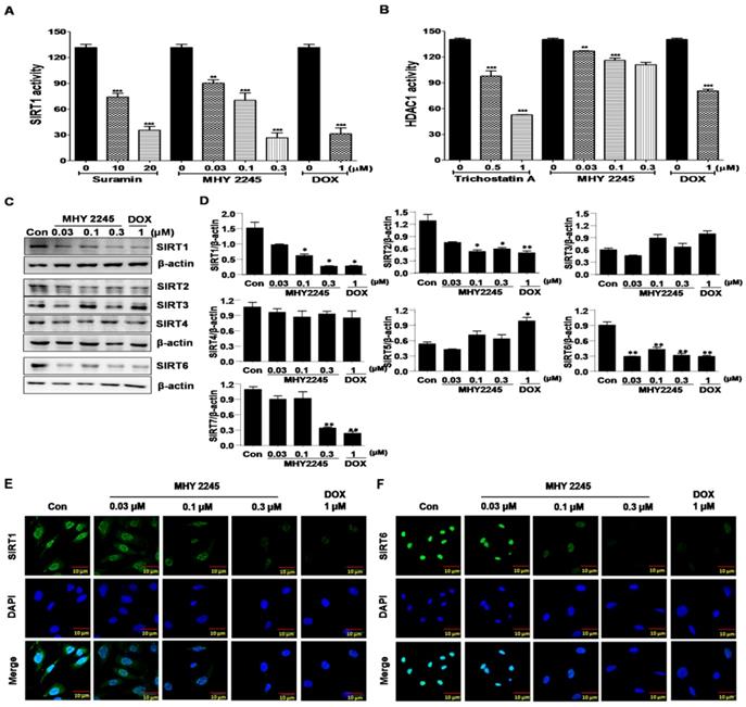 A new SIRT1 inhibitor, MHY2245, induces autophagy and inhibits energy ...