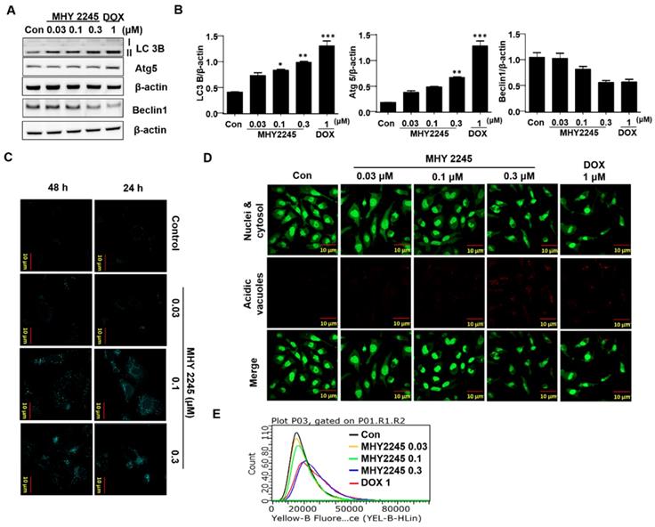 A new SIRT1 inhibitor, MHY2245, induces autophagy and inhibits energy ...