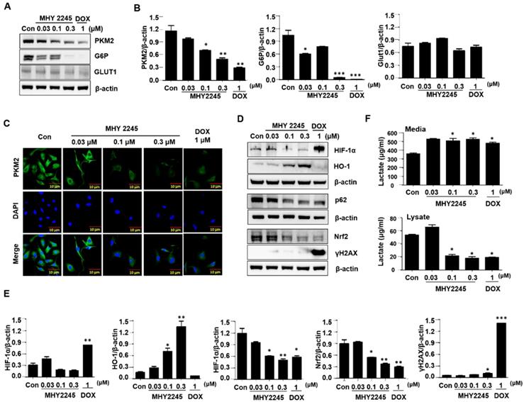A new SIRT1 inhibitor, MHY2245, induces autophagy and inhibits energy ...