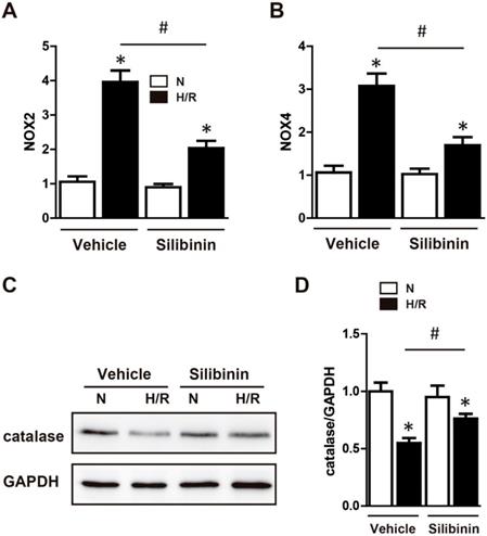 Protective role of silibinin against myocardial ischemia/reperfusion ...