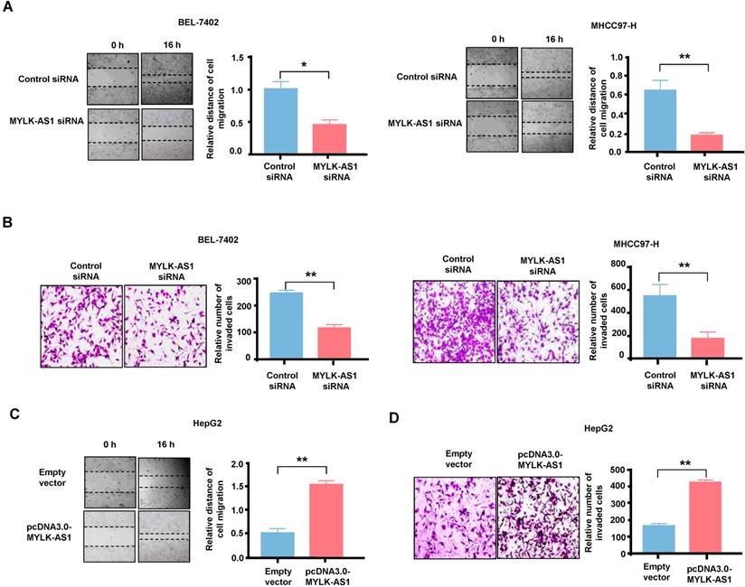 Long noncoding RNA MYLK-AS1 promotes growth and invasion of ...