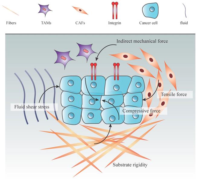Mechanical tumor microenvironment and transduction: cytoskeleton ...