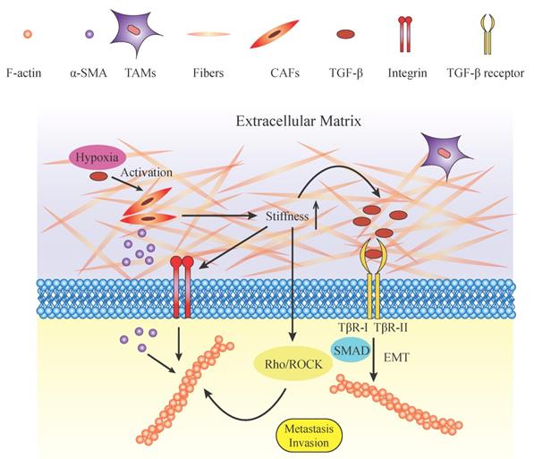 Mechanical tumor microenvironment and transduction: cytoskeleton ...