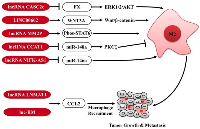 Emerging Roles of Long non-coding RNAs in The Tumor Microenvironment