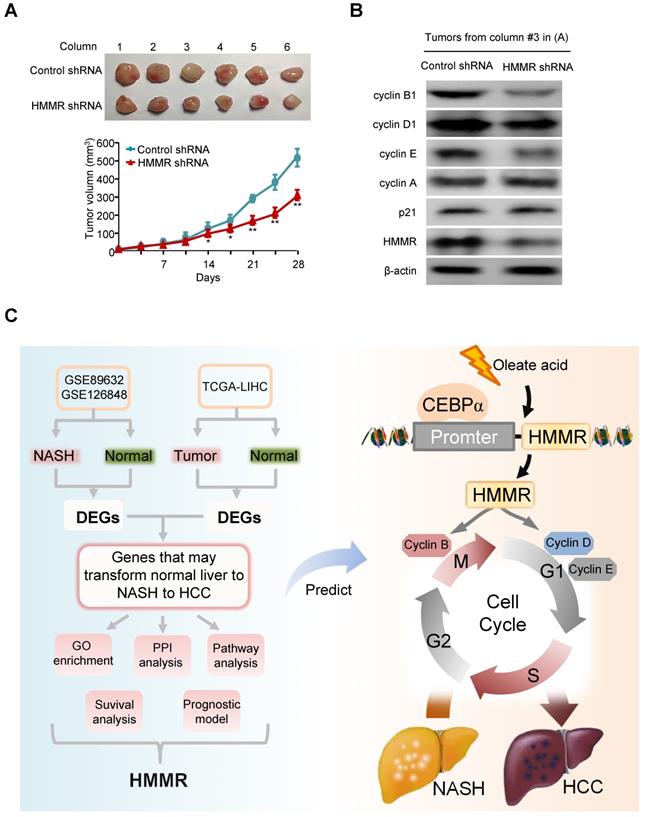 Oleate acid-stimulated HMMR expression by CEBPα is associated with ...