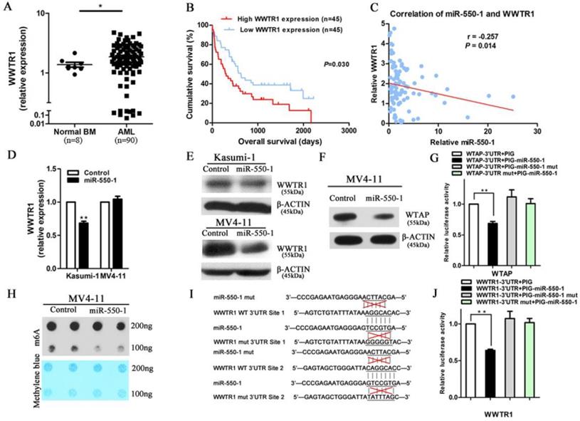 miR-550-1 functions as a tumor suppressor in acute myeloid leukemia via ...