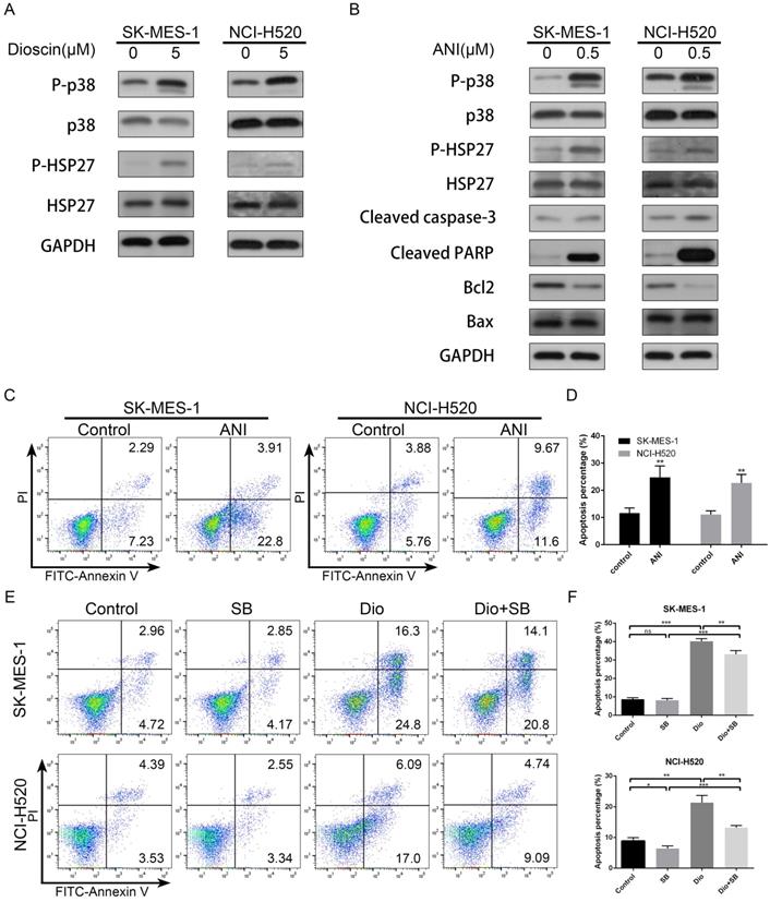 Dioscin facilitates ROS-induced apoptosis via the p38-MAPK/HSP27 ...