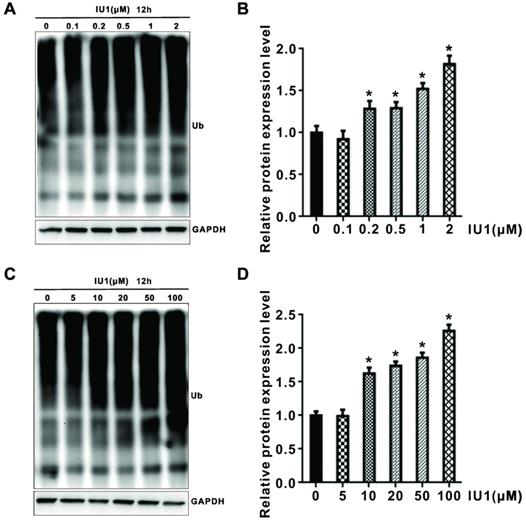 IU1 suppresses proliferation of cervical cancer cells through MDM2 ...