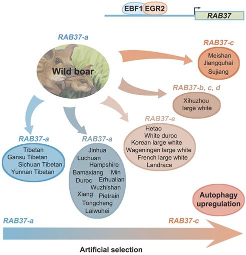 RAB37 multiple alleles, transcription activation and evolution in mammals