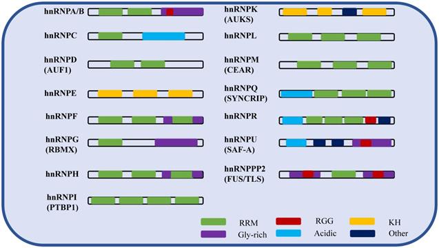Crucial roles of different RNA-binding hnRNP proteins in Stem Cells