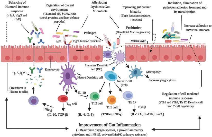Understanding the Effects of Gut Microbiota Dysbiosis on Nonalcoholic ...