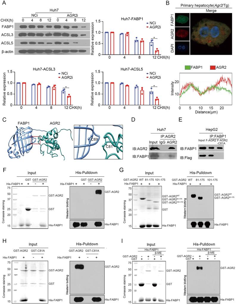 Anterior gradient 2 increases long-chain fatty acid uptake via ...