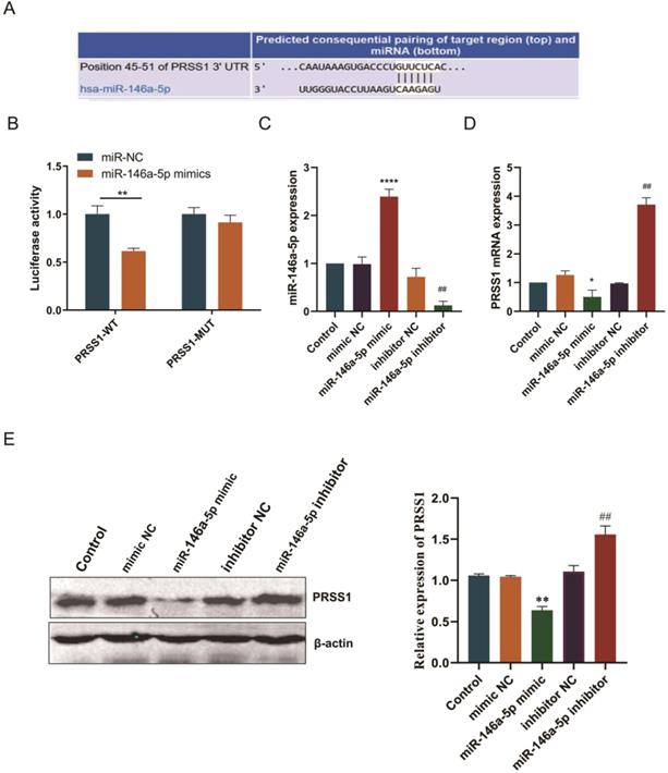 Silencing PRSS1 suppresses the growth and proliferation of gastric ...