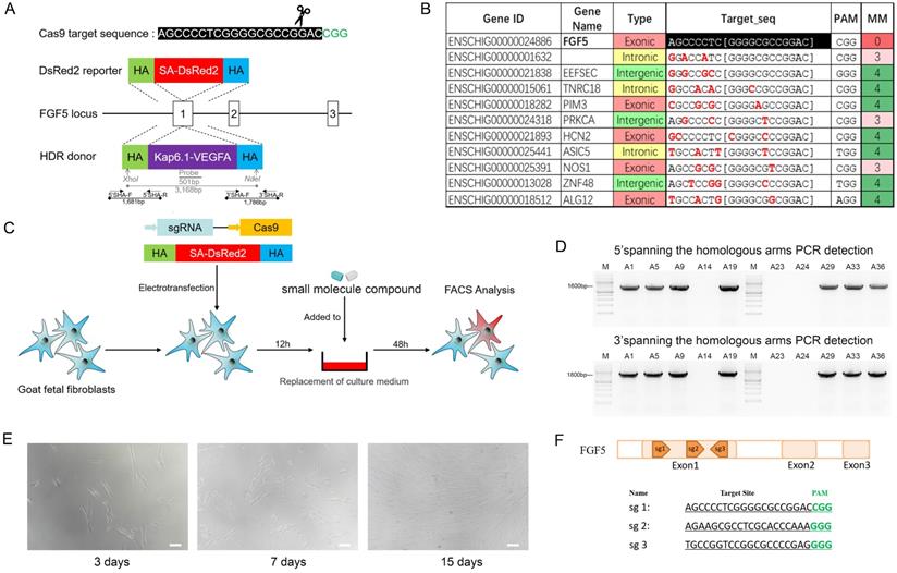 Generation of VEGF knock-in Cashmere goat via the CRISPR/Cas9 system
