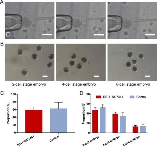 Generation of VEGF knock-in Cashmere goat via the CRISPR/Cas9 system