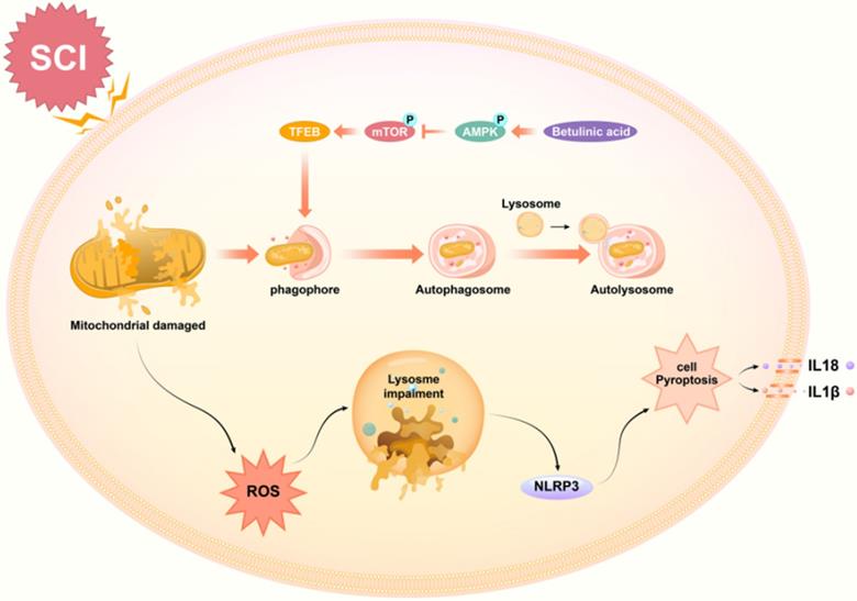 Betulinic acid inhibits pyroptosis in spinal cord injury by augmenting ...