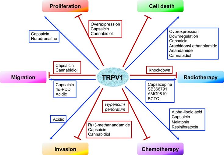 The Impact of TRPV1 on Cancer Pathogenesis and Therapy: A Systematic Review