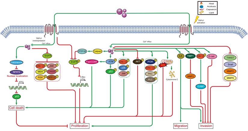 The Impact of TRPV1 on Cancer Pathogenesis and Therapy: A Systematic Review