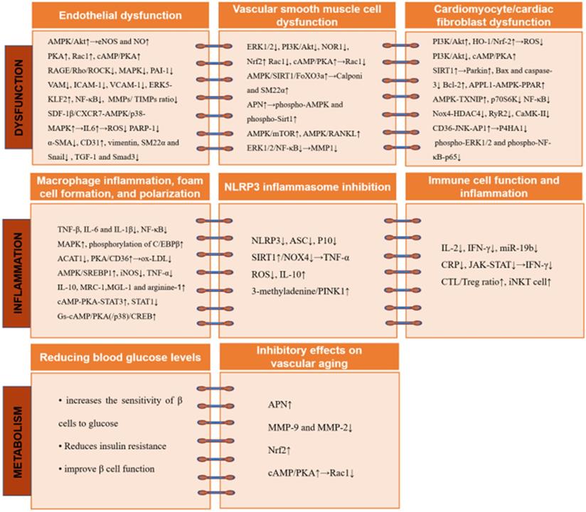 GLP-1 receptor agonists (GLP-1RAs): cardiovascular actions and ...