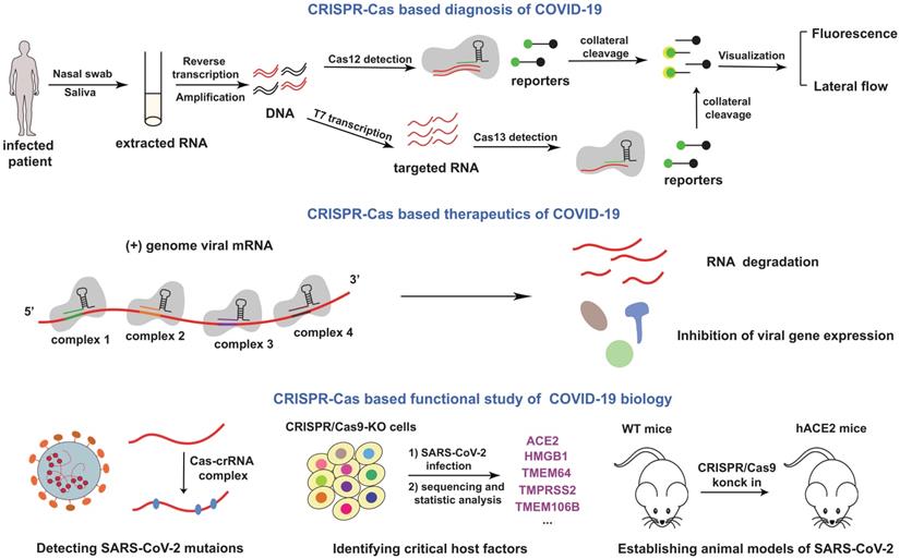 COVID-19 one year later: a retrospect of CRISPR-Cas system in combating ...