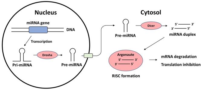 Roles of microRNAs in inflammatory bowel disease